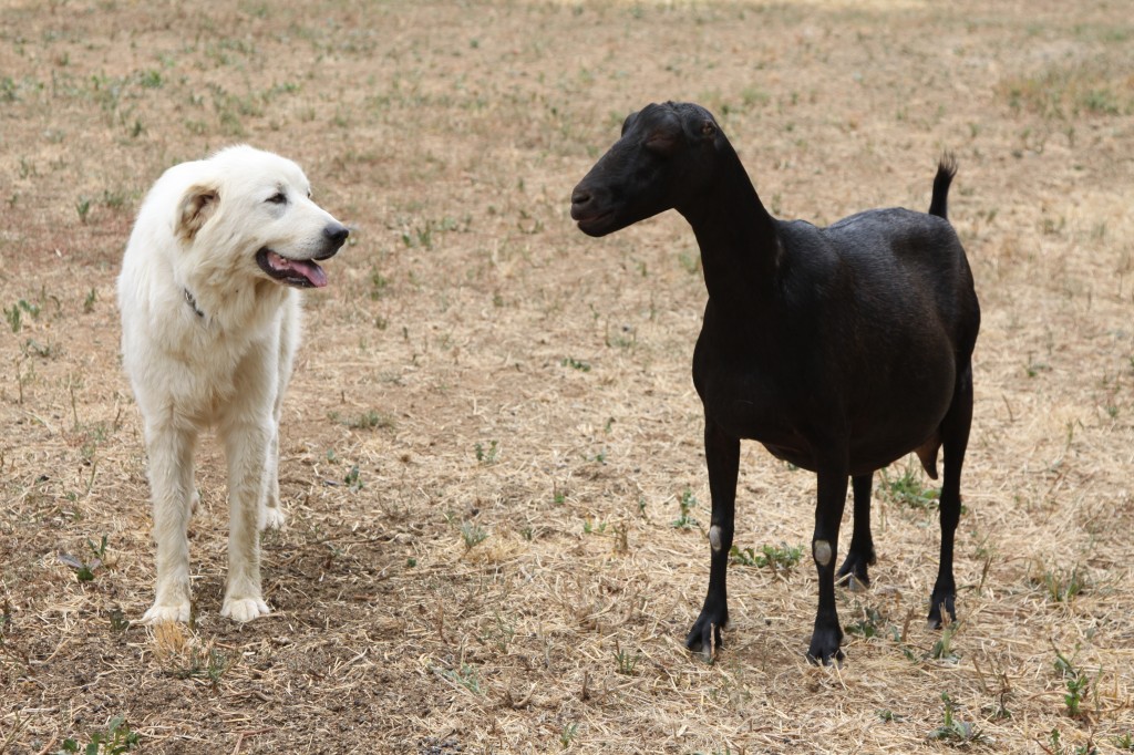 Pholia Farm